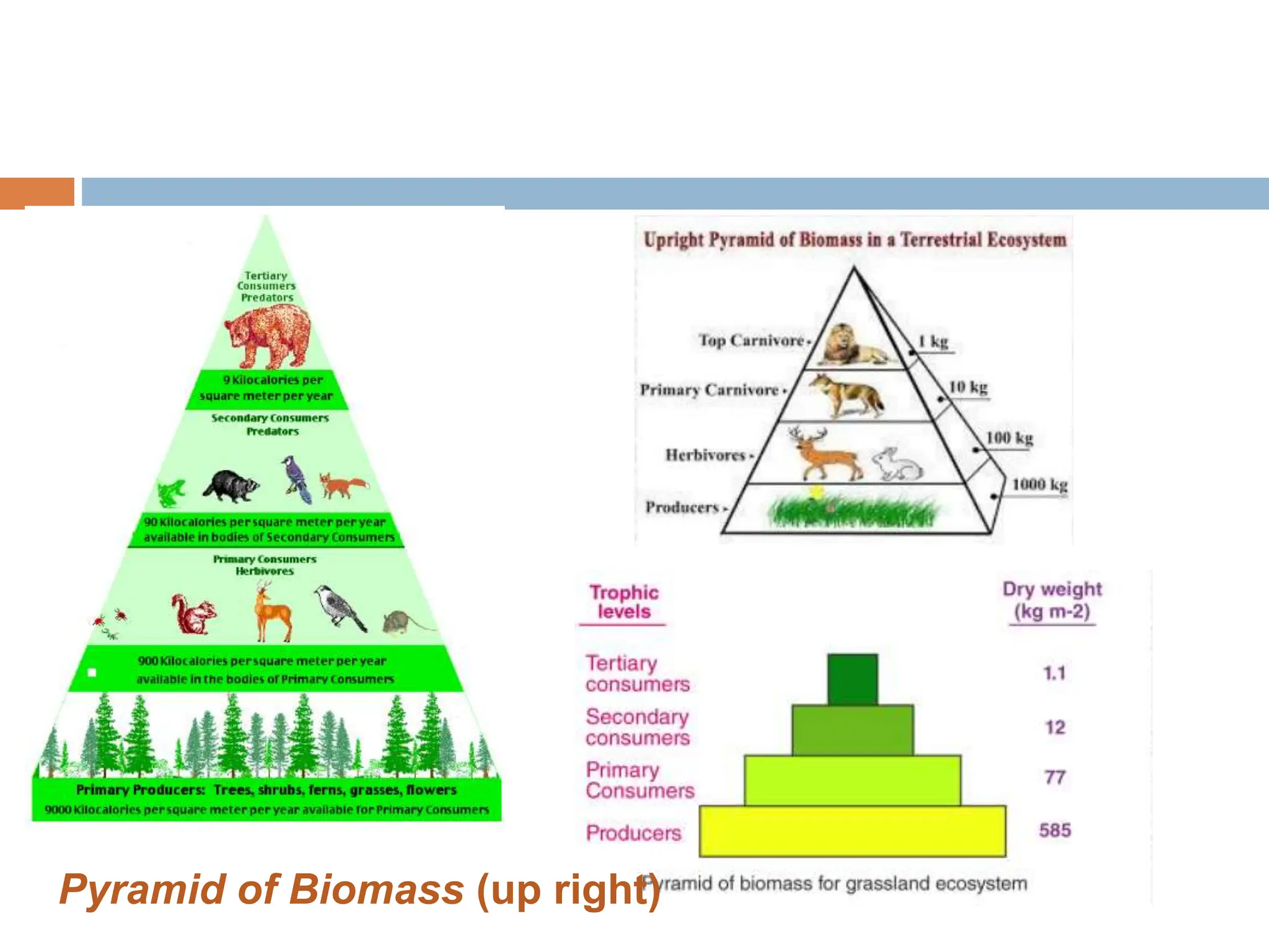 Unit 2 Ecosystem edited.pptx and environment | PPTX