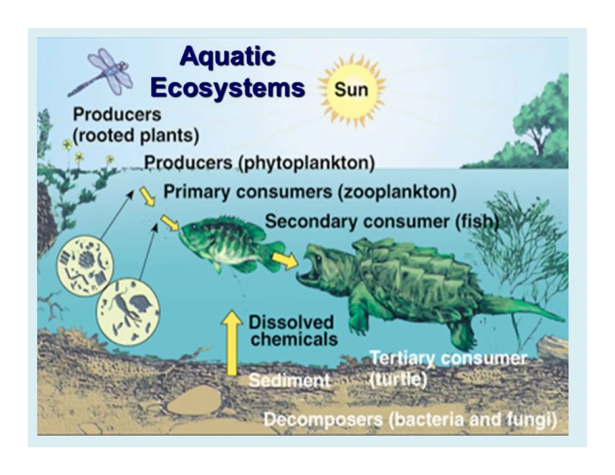 Environmental pollution: types, causes, effects and contr | PDF ...