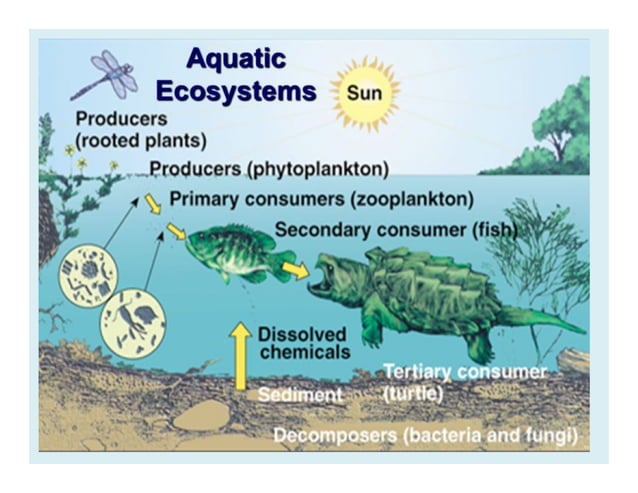 Environmental pollution: types, causes, effects and contr | PDF ...