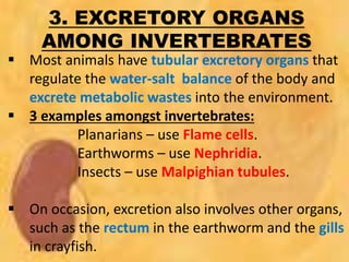 Unit 2 excretion and osmoregulation | PPTX
