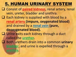 Unit 2 excretion and osmoregulation | PPTX