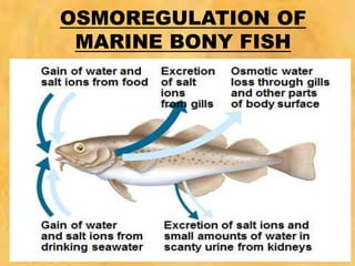 Unit 2 excretion and osmoregulation | PPTX