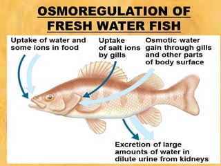 Unit 2 excretion and osmoregulation | PPTX
