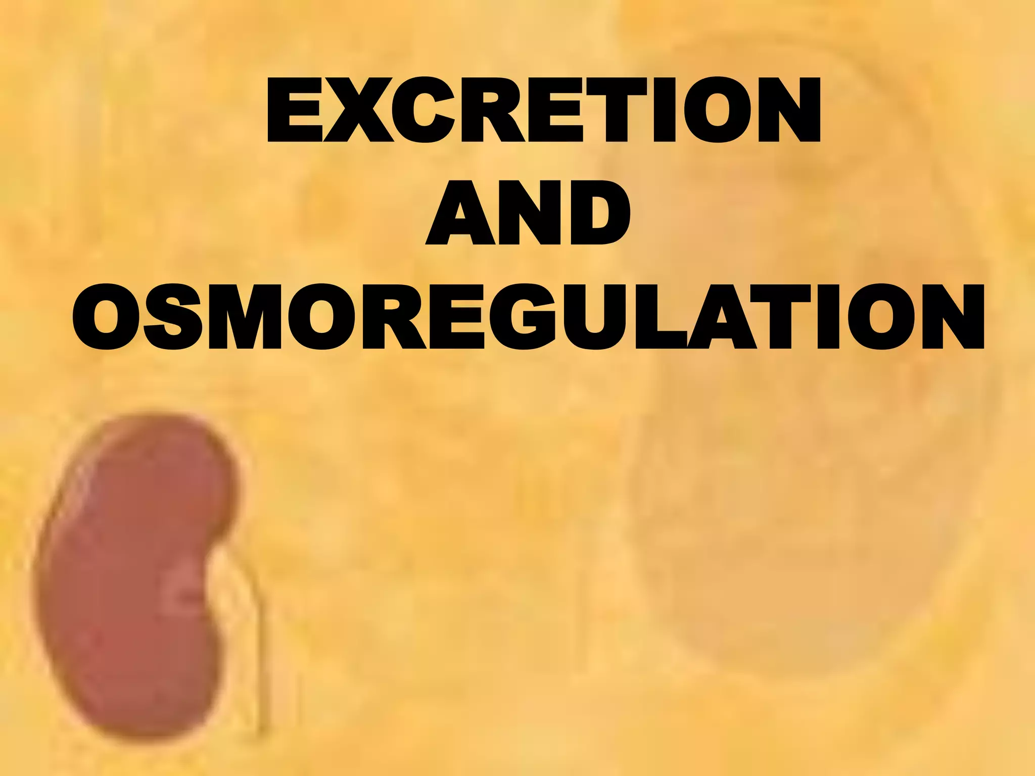 Excretion and osmoregulation(1) | PPT