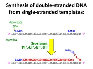 Enzymes used in Genetic Engineering | PPTX