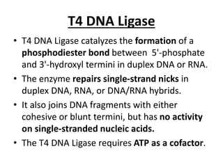 Enzymes used in Genetic Engineering | PPTX