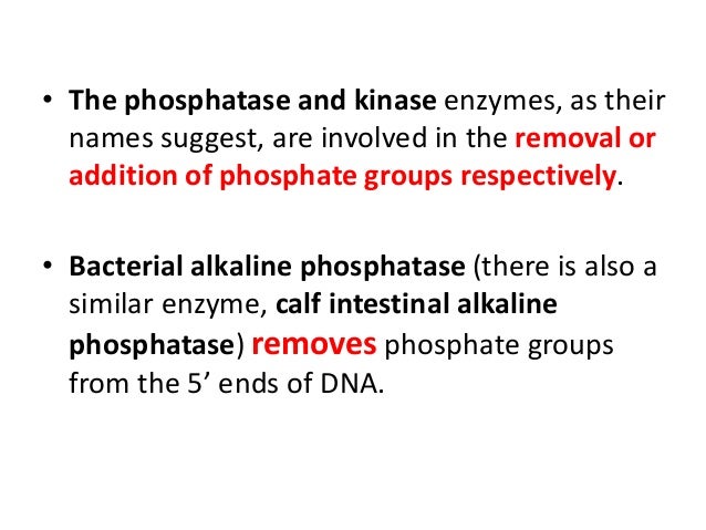 Enzymes used in Genetic Engineering