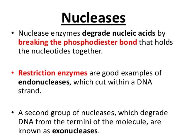 Enzymes used in Genetic Engineering