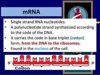Unit 2 genetics nucleic acid rna | PPTX