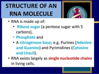 Unit 2 genetics nucleic acid rna | PPT