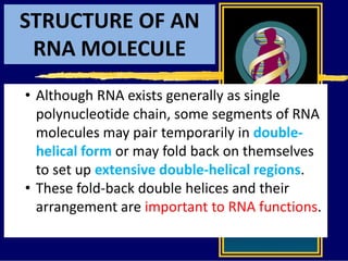 Unit 2 genetics nucleic acid rna | PPT