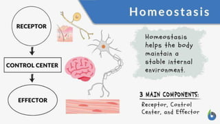 Unit 2 homeostasis and adaptation | PDF