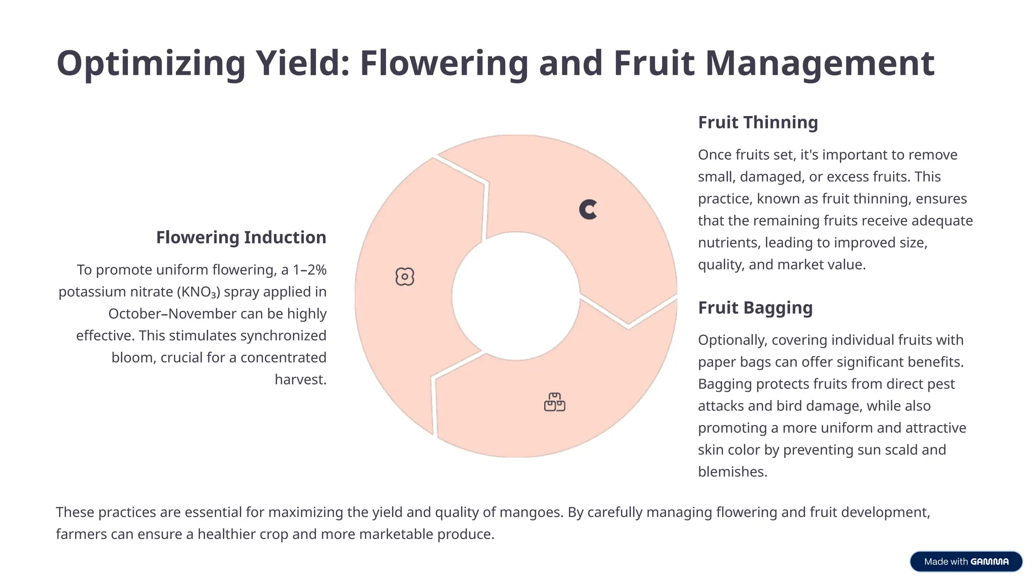 cultivation of practices of mango ppt by rupa | PPTX