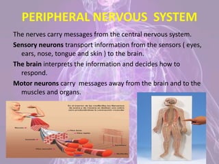 Unit 2 interaction and the body | PPT