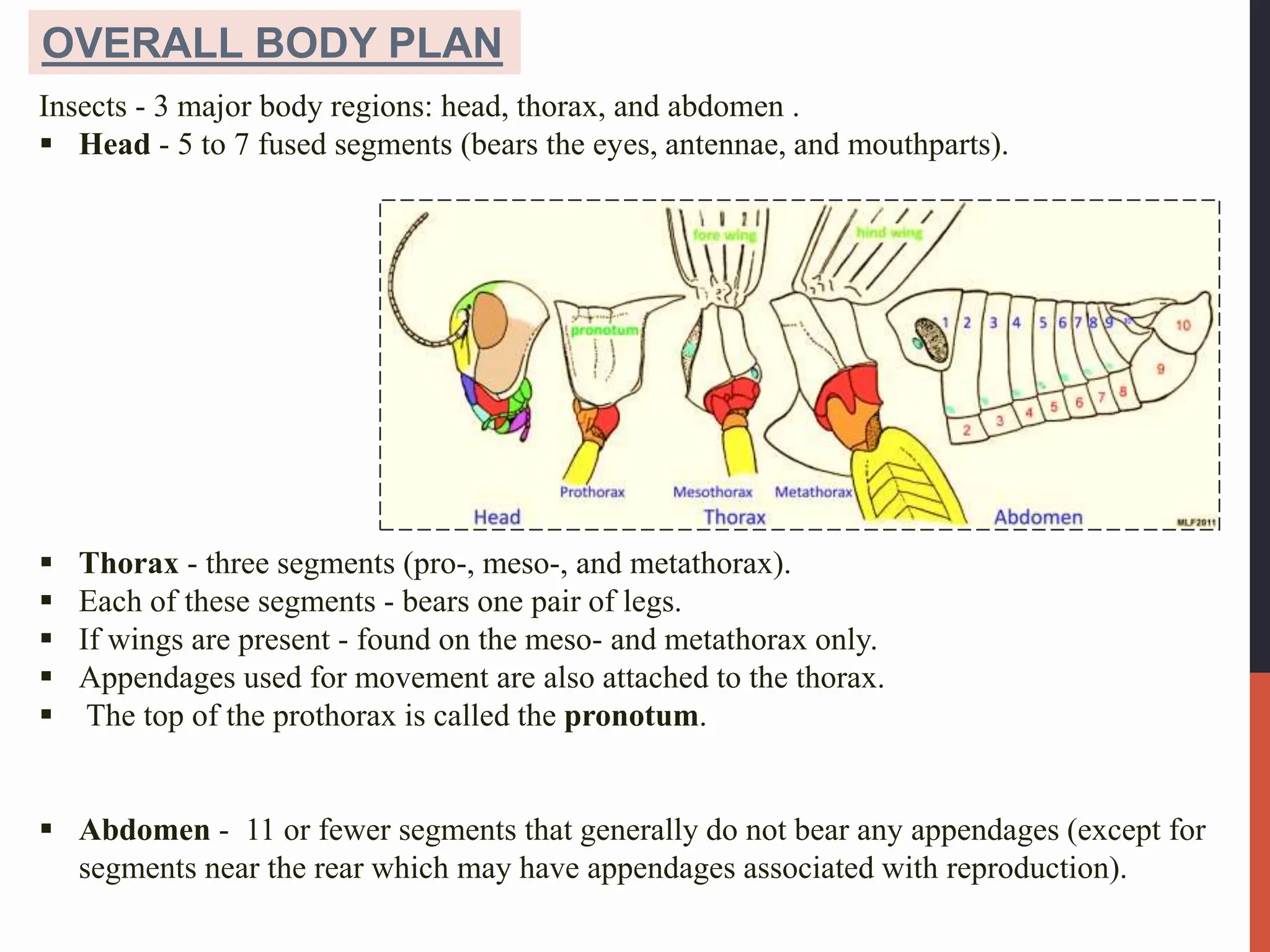 Unit2 Locomotory organs.pptx