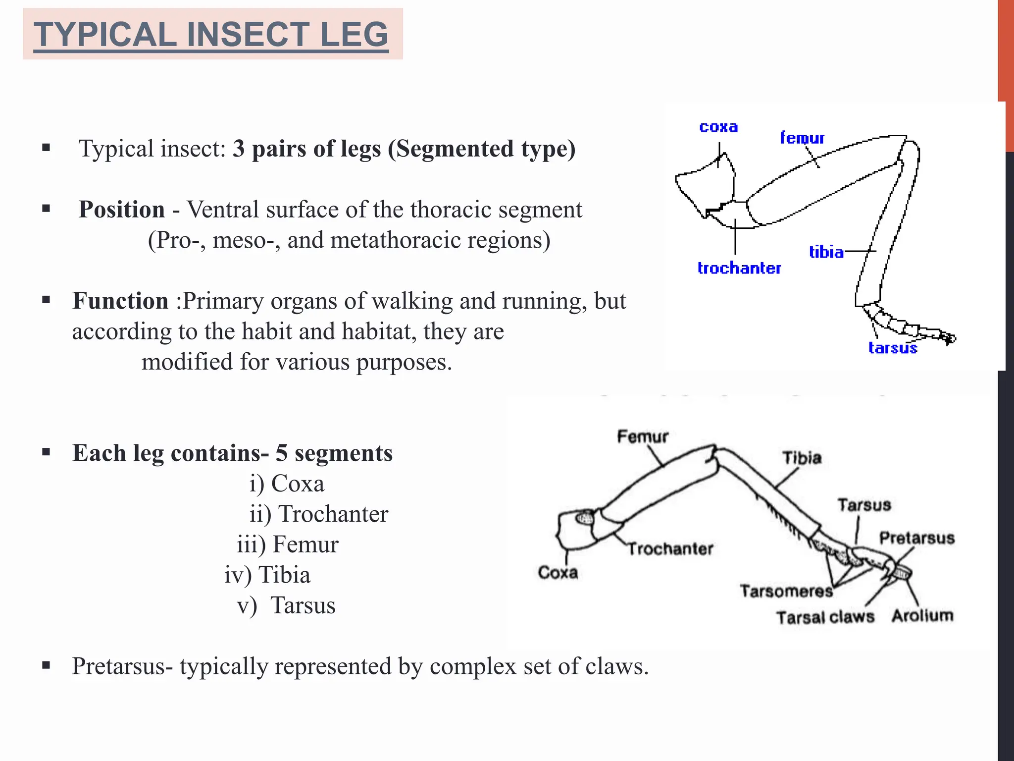 Unit2 Locomotory organs.pptx