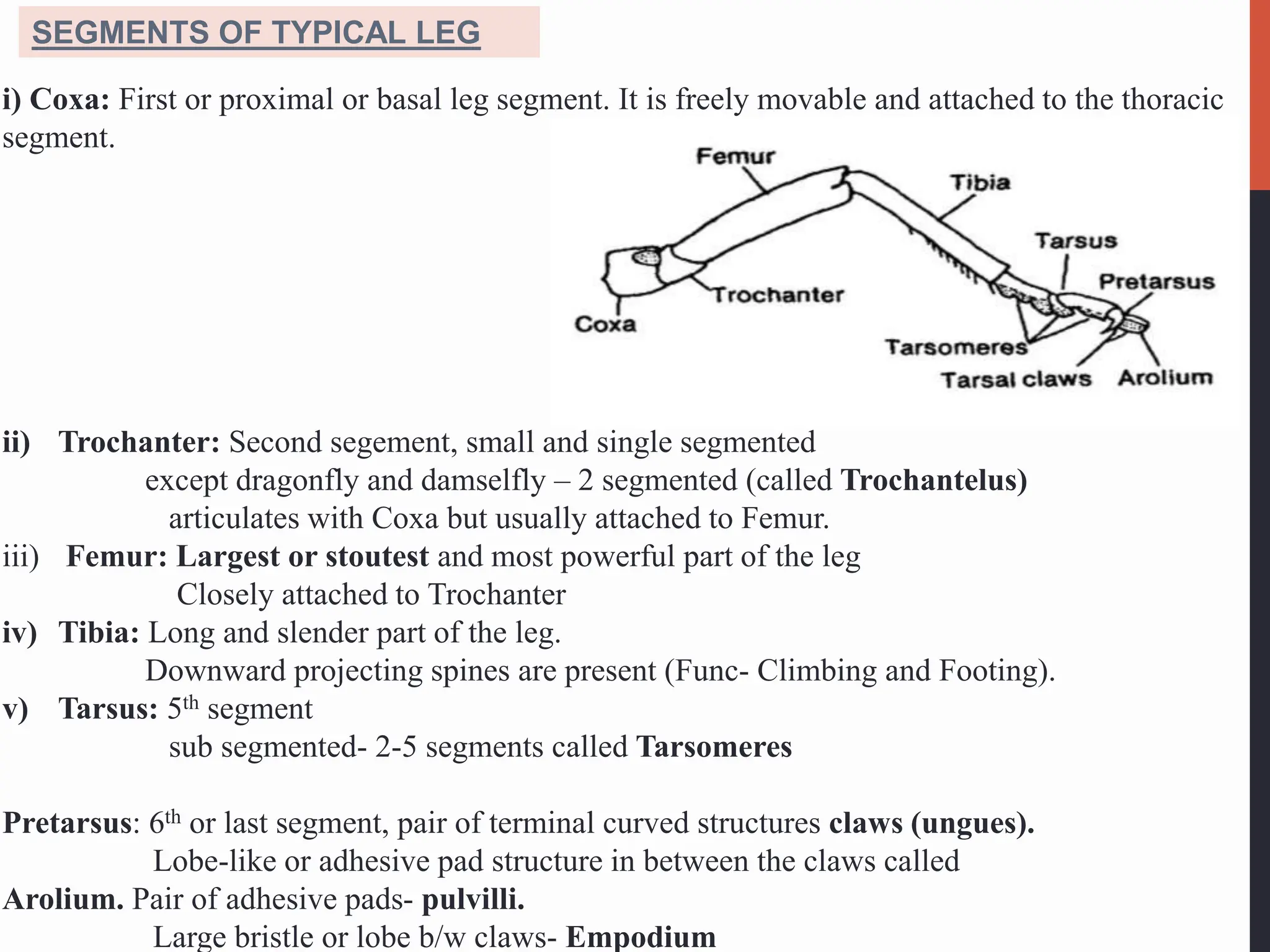 Unit2 Locomotory organs.pptx
