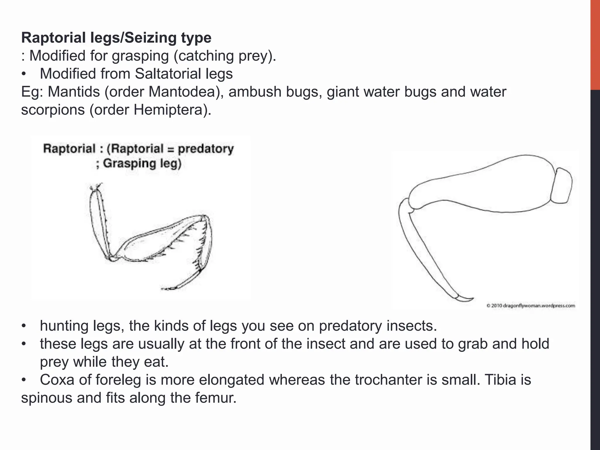 Unit2 Locomotory organs.pptx