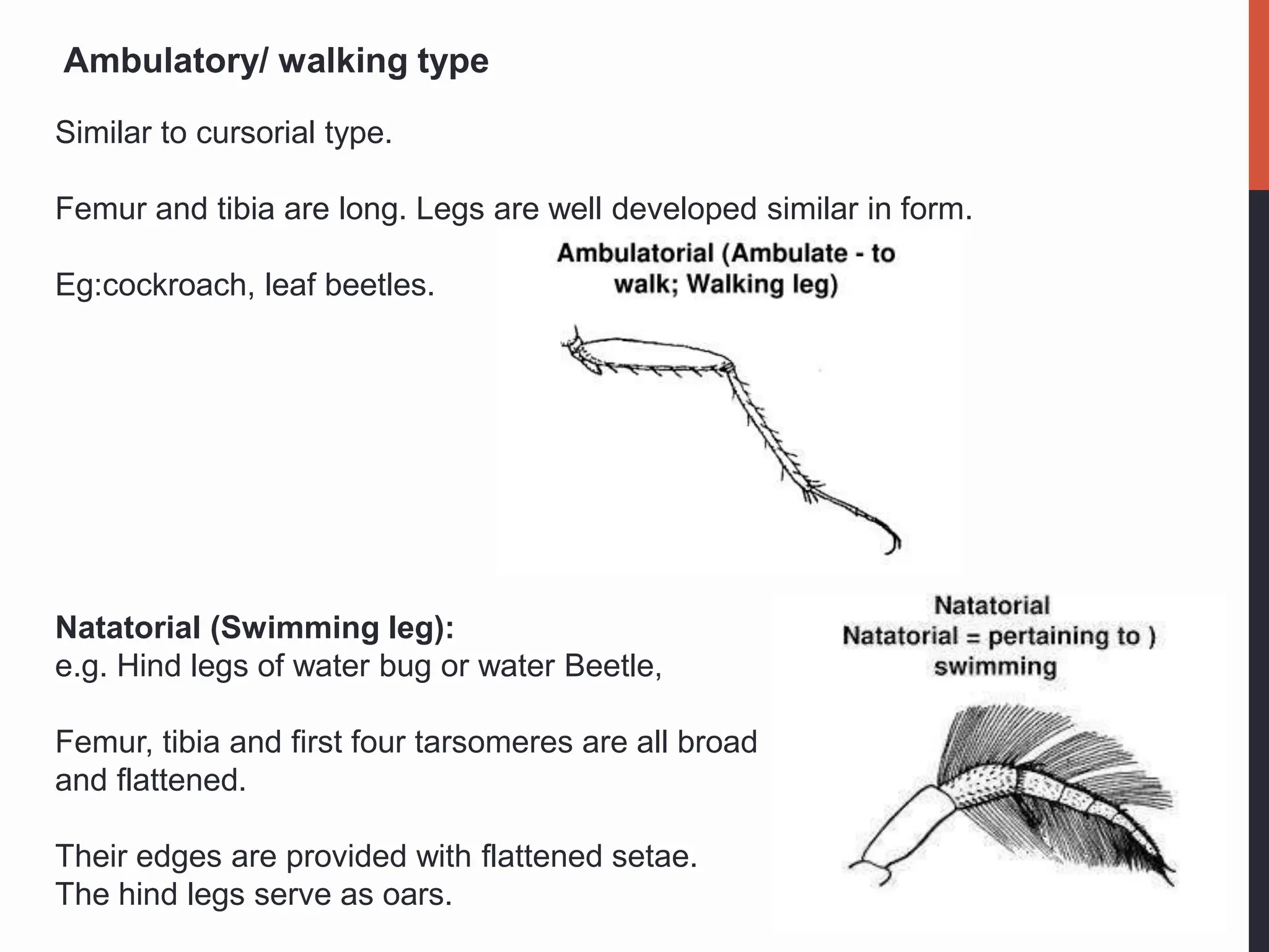Unit2 Locomotory organs.pptx
