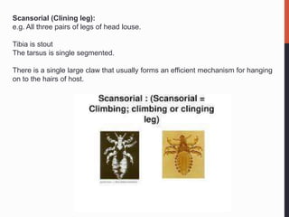 Unit2 Locomotory organs.pptx