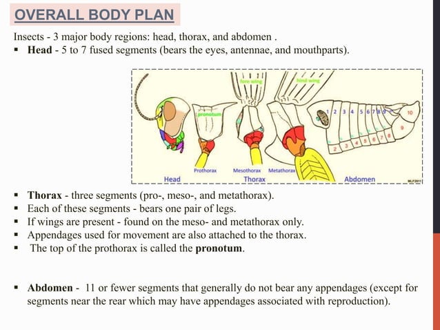 Unit2 Locomotory organs.pptx