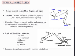 Unit2 Locomotory organs.pptx