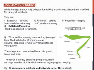 Unit2 Locomotory organs.pptx