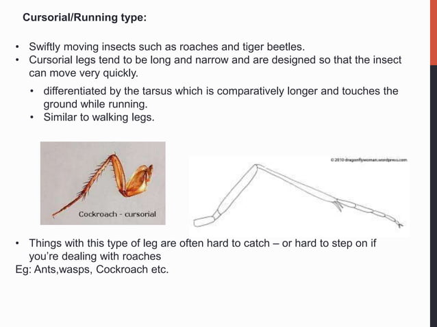 Unit2 Locomotory organs.pptx