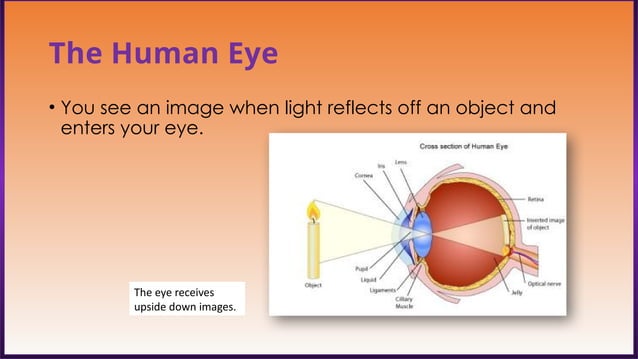 Unit 2 Ls 2 Role of Animals’ eyes (M2).pptx