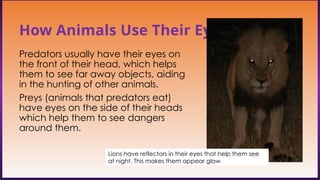 Unit 2 Ls 2 Role of Animals’ eyes (M2).pptx
