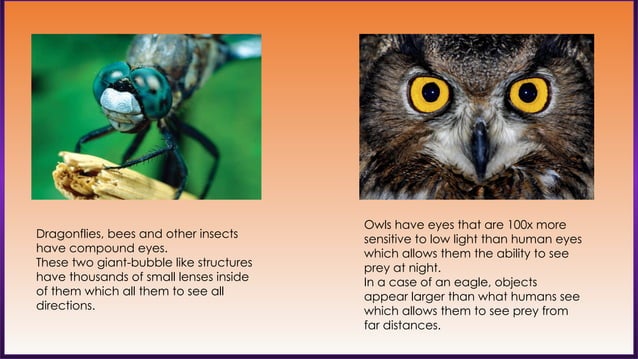Unit 2 Ls 2 Role of Animals’ eyes (M2).pptx