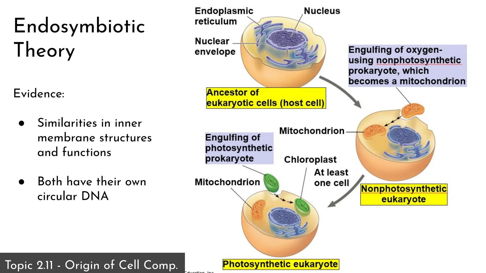Unit 2 Master Slides - ap biology - unit 2 | PDF