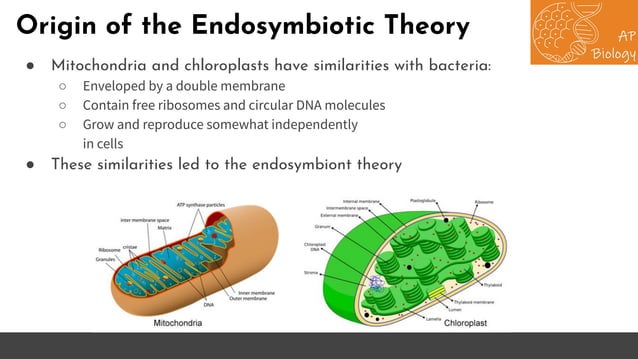 Unit 2 Master Slides - ap biology - unit 2 | PDF