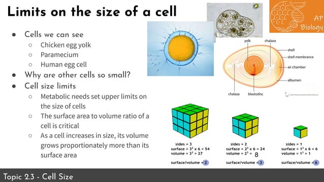 Unit 2 Master Slides - ap biology - unit 2 | PDF