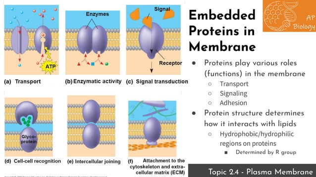 Unit 2 Master Slides - ap biology - unit 2 | PDF