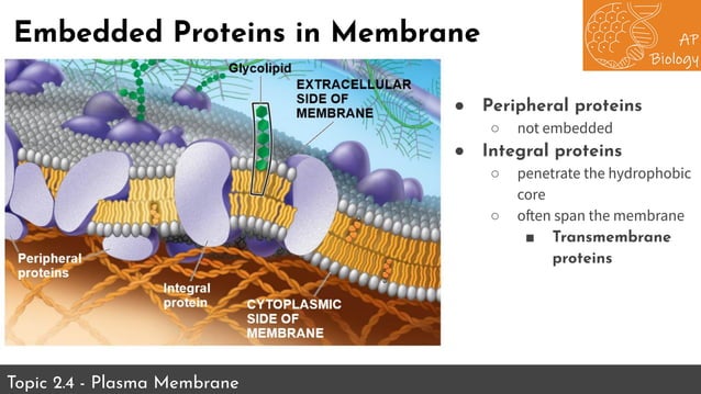 Unit 2 Master Slides - ap biology - unit 2 | PDF