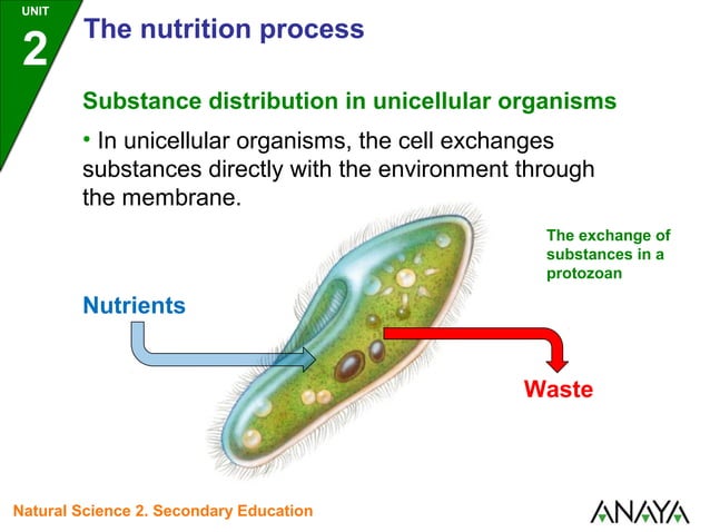 Unit 2 nutrition | PPT