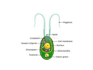 PROTOZOA OF MEDICAL PARASITOLOGY FOR MEDICAL LAB | PPTX