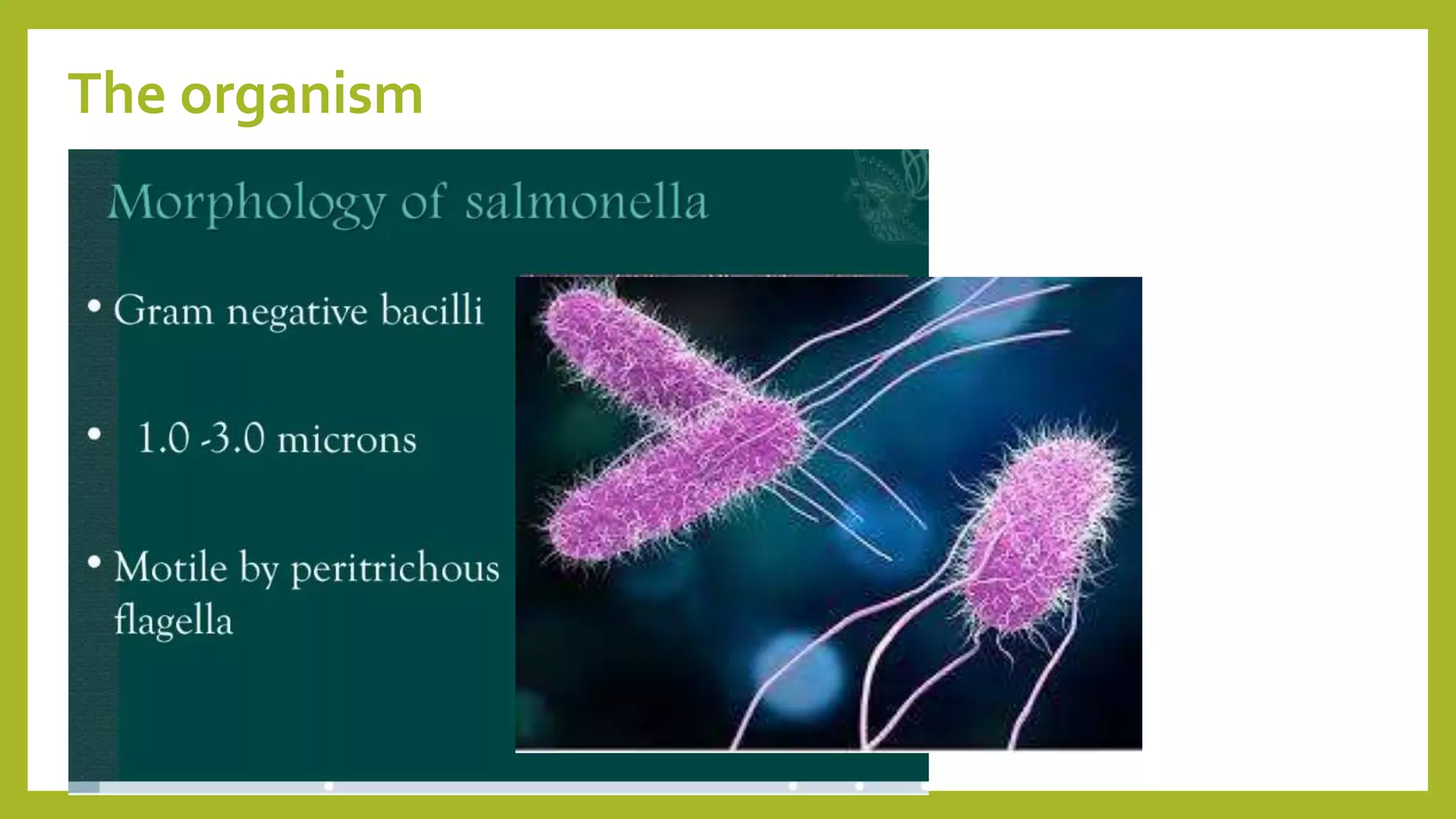 unit 2 Salmonella lecture3.pptx