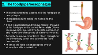 PPT FOR CBSE CLASS 7 SCIENCE UNIT 2 SCIENCE.pdf