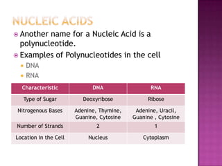 Proteins and Nucleic Acids | PPTX | Chemistry | Science