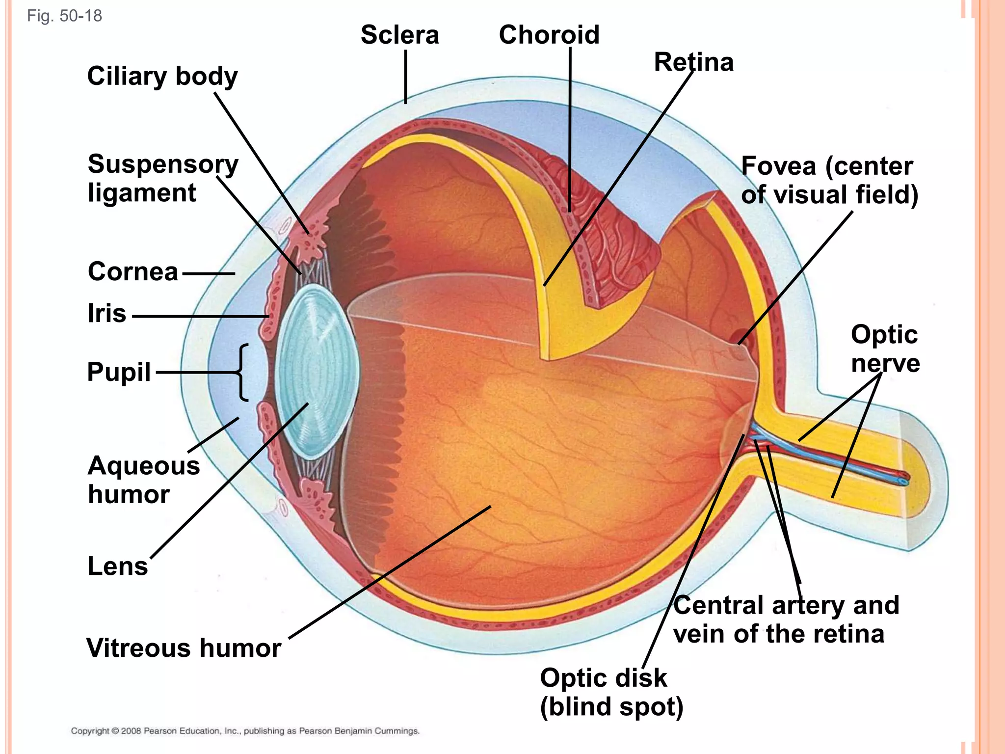 UNIT 2 SENSE ORGANS EYES.pptx