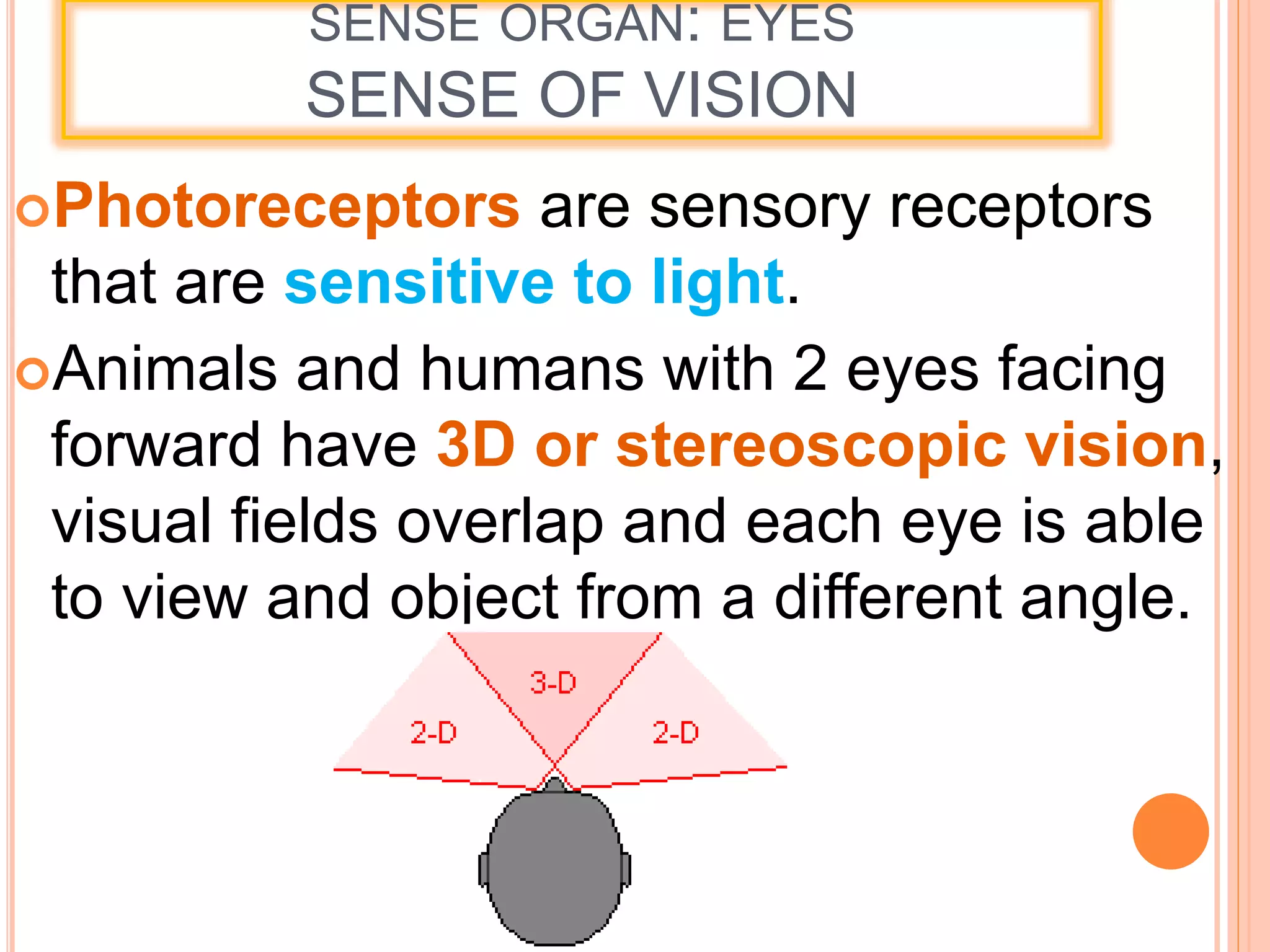 UNIT 2 SENSE ORGANS EYES.pptx | Eye and Vision Conditions | Diseases ...
