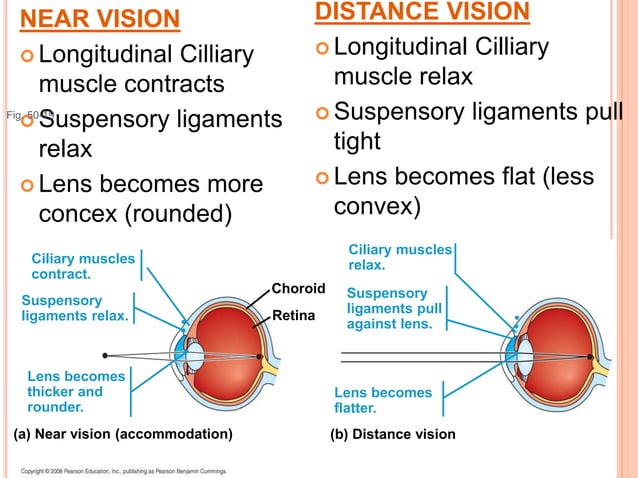 UNIT 2 SENSE ORGANS EYES.pptx