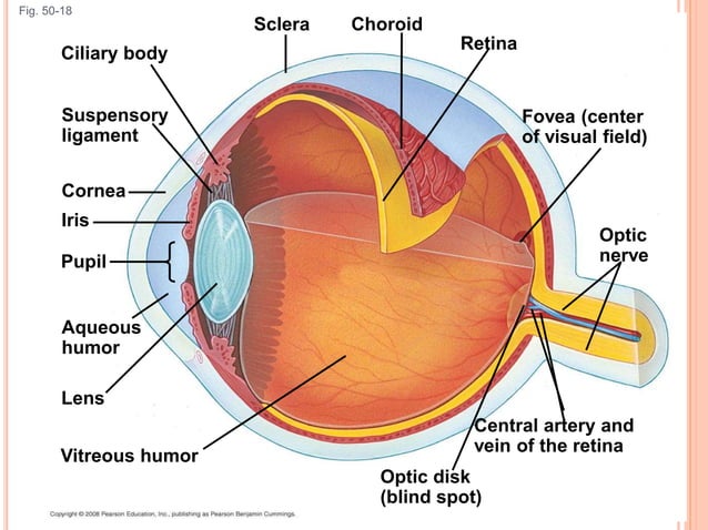 UNIT 2 SENSE ORGANS EYES.pptx