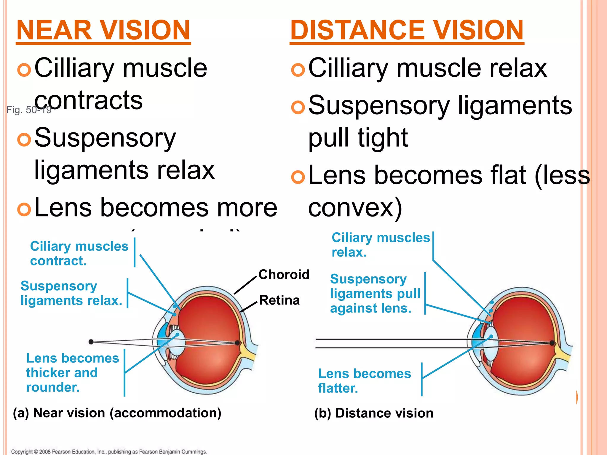 Unit 2 sense organs eyes skin and tongue(1) | PPTX | Eye and Vision ...