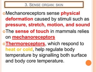 Unit 2 sense organs eyes skin and tongue(1) | PPTX | Eye and Vision ...