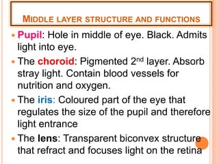 Unit 2 sense organs eyes skin and tongue(1) | PPTX | Eye and Vision ...