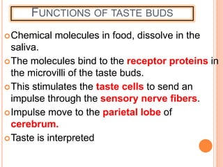 Unit 2 sense organs eyes skin and tongue(1) | PPTX | Eye and Vision ...