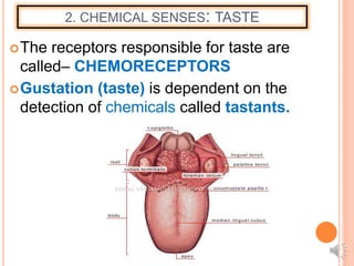 UNIT 2 SENSE ORGANS TONGUE.ppsx